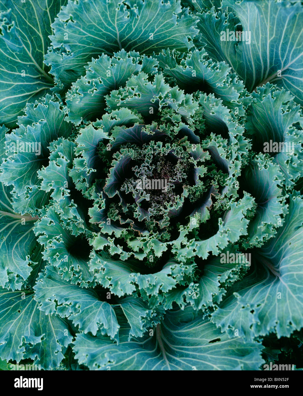 Forming cabbage head hi-res stock photography and images - Alamy