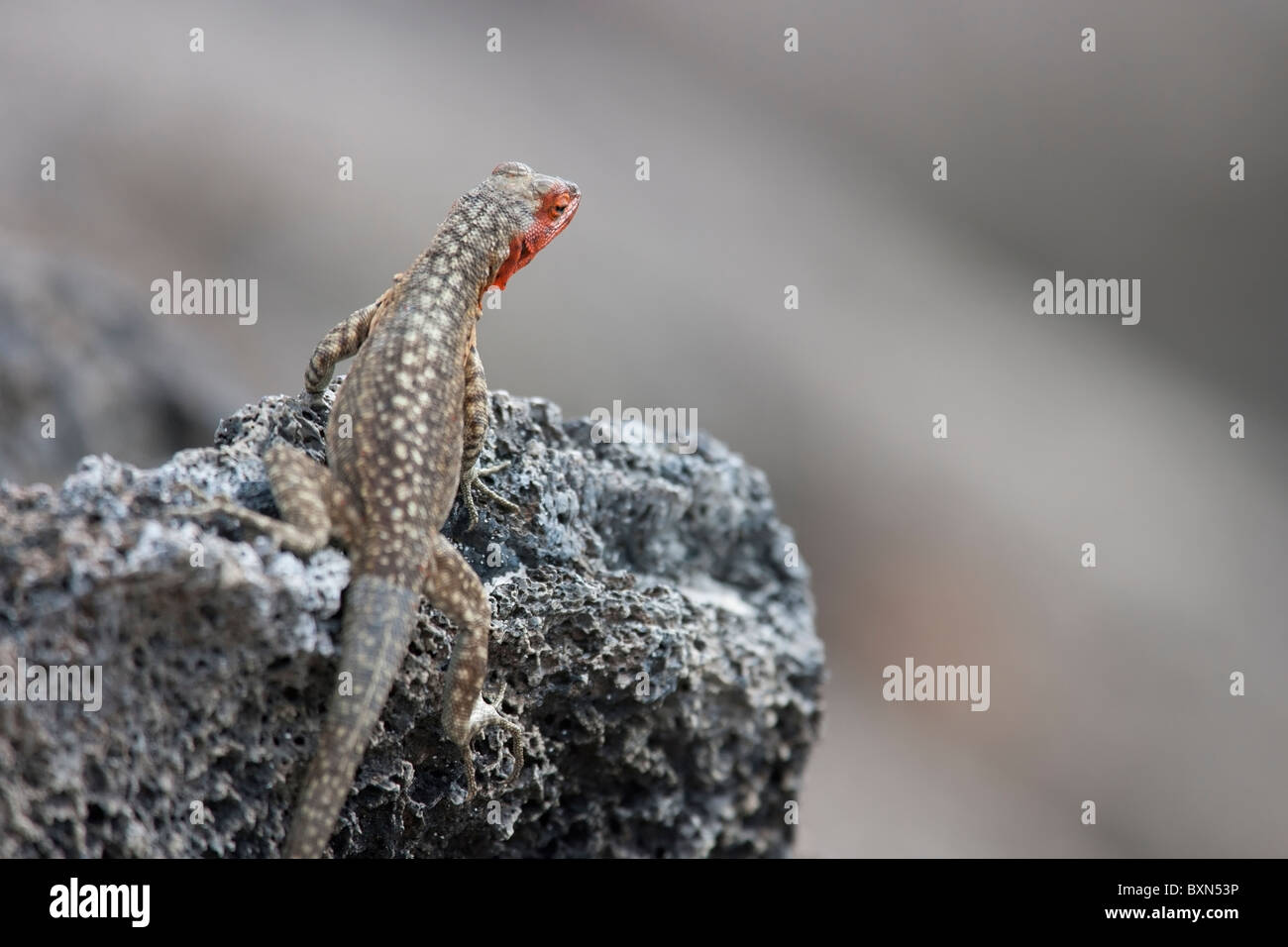 Galapagos Lava Lizard (Microlophus albemarlensis), male hunting from a ...