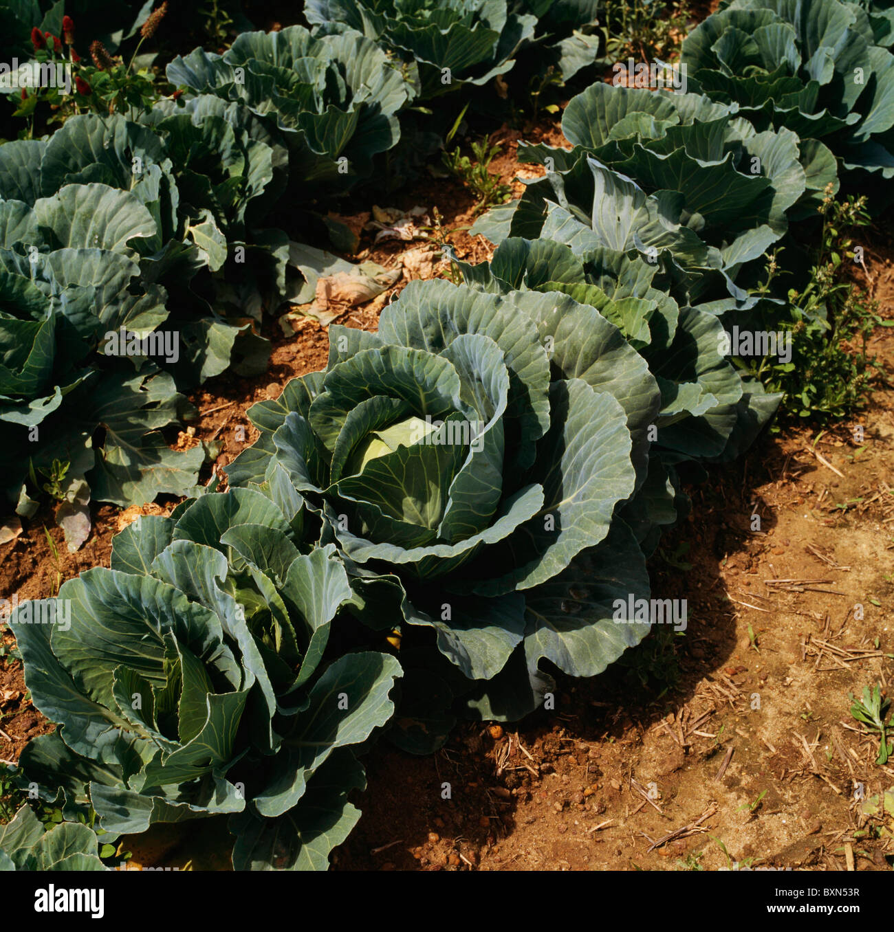 COMMERCIAL CABBAGE FIELD COASTAL PLAINS AGRICULTURE DOUGLASS, GEORGIA ...