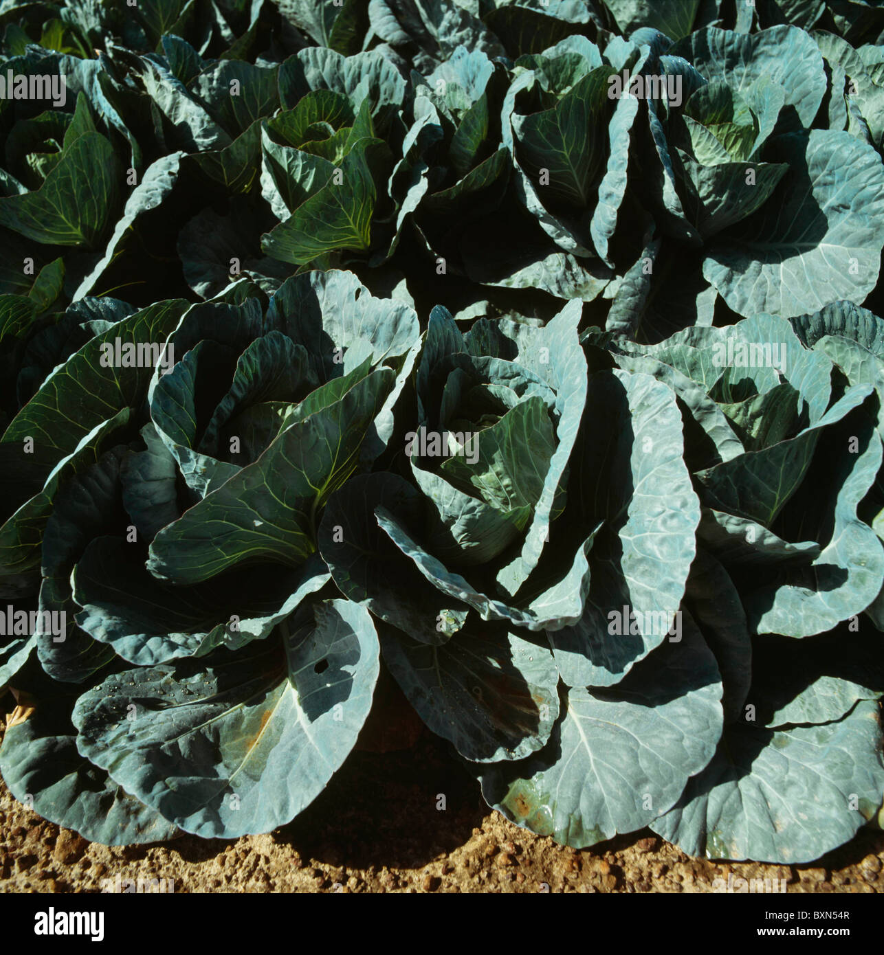 FIELD OF CABBAGE, READY FOR HARVEST / GEORGIA Stock Photo - Alamy