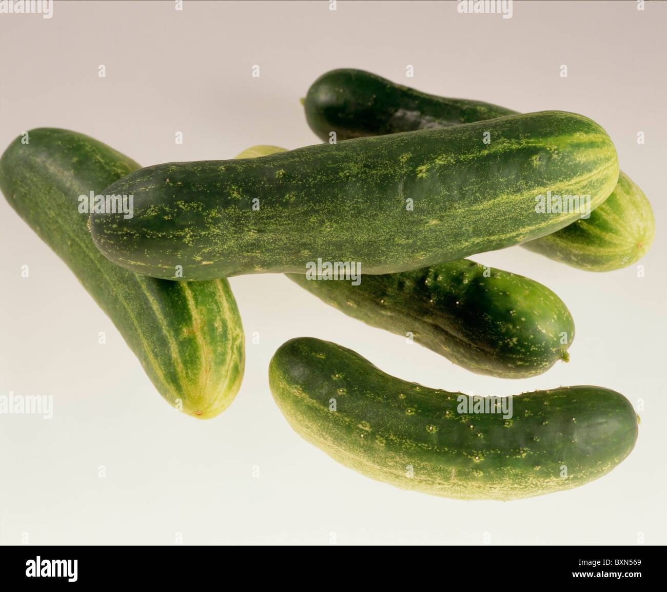 CUCUMBER, 'STRAIGHT EIGHT' A POPULAR VARIETY OF CUCUMBER / STUDIO Stock ...