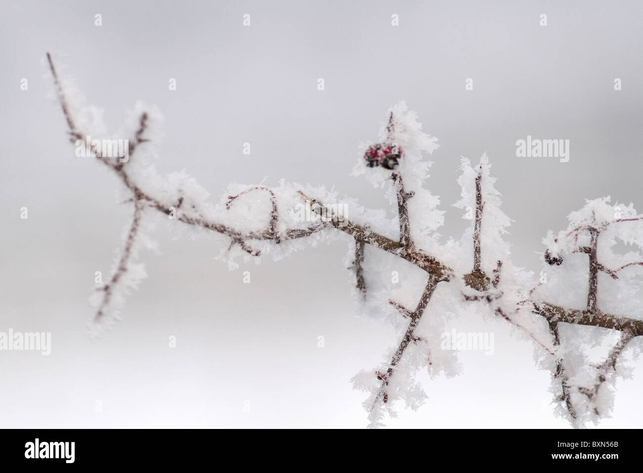 Snowy snowy snowy snowy tree hi-res stock photography and images - Alamy