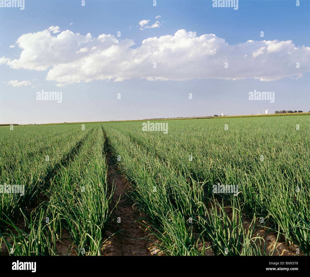 FIELD OF WHITE ONIONS / COLORADO Stock Photo - Alamy