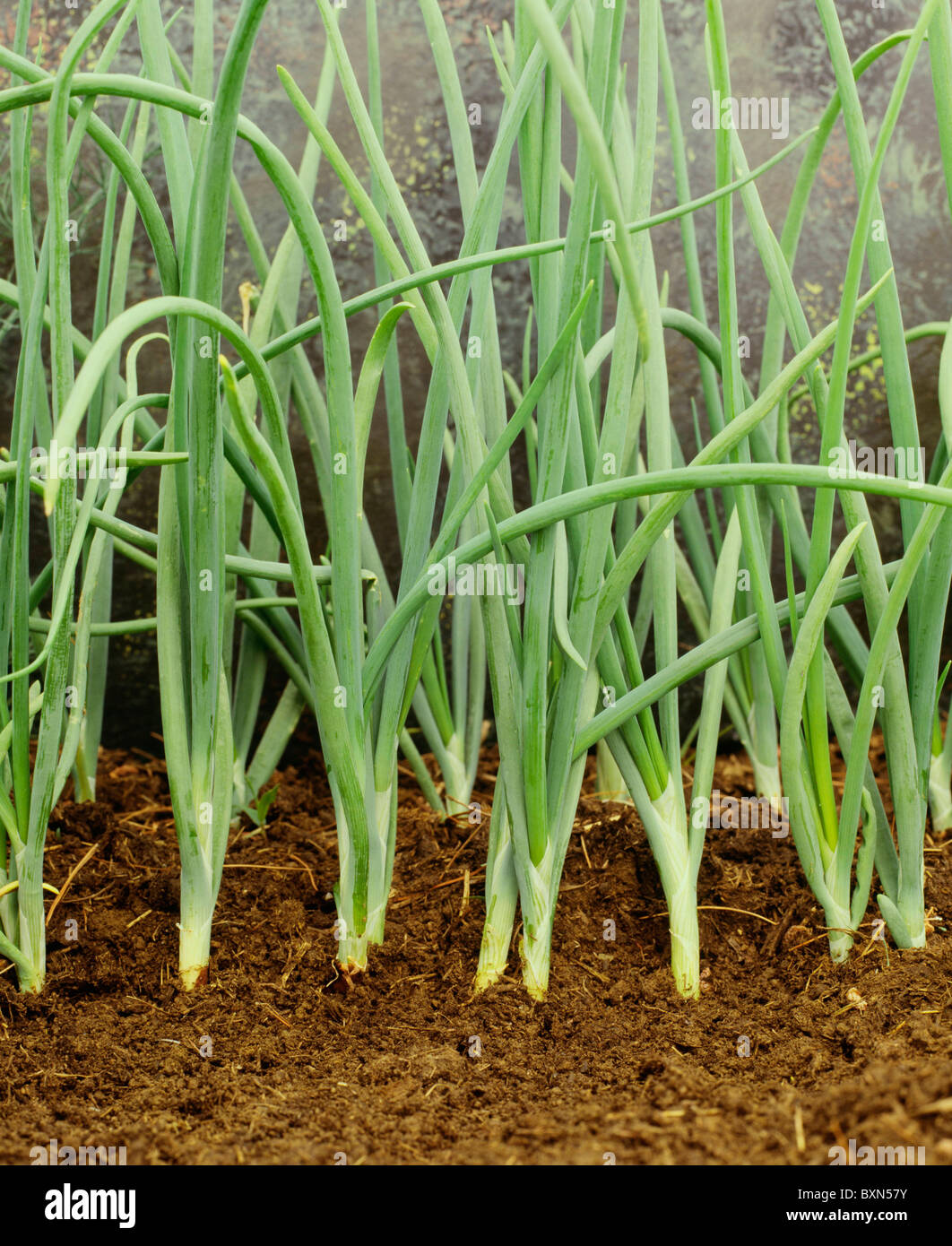 SPRING ONIONS STUDIO GARDEN Stock Photo - Alamy