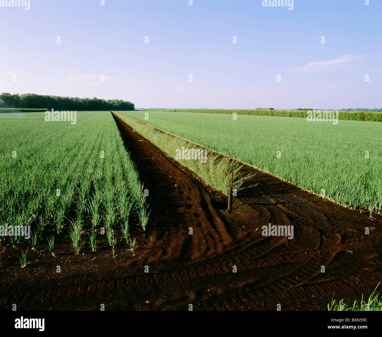 YELLOW ONIONS ON MUCK GROUND SHOWING IRRIGATION ALLEY AND PLANTED ...