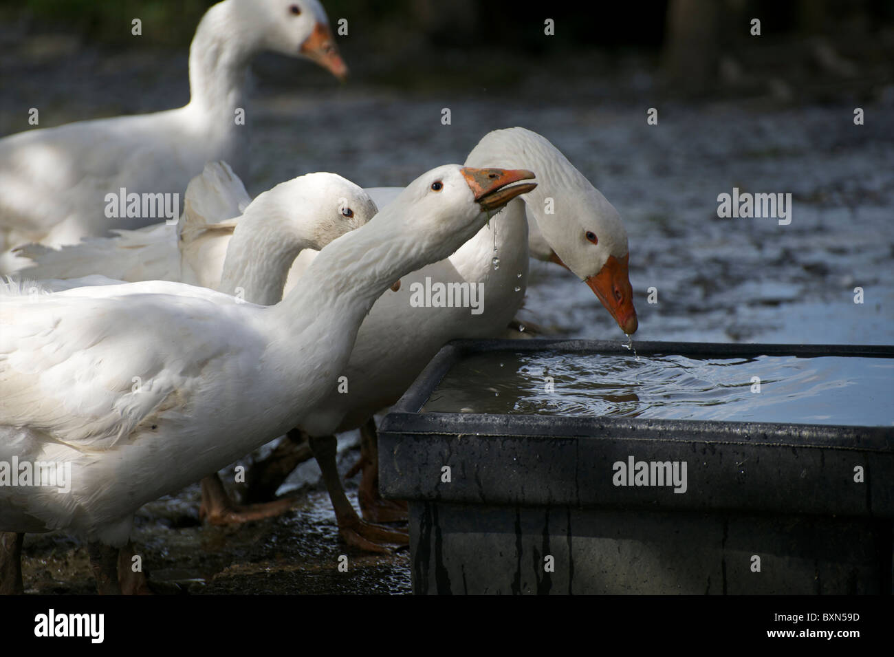 Organic free range Embden geese drinking from a water container on a ...