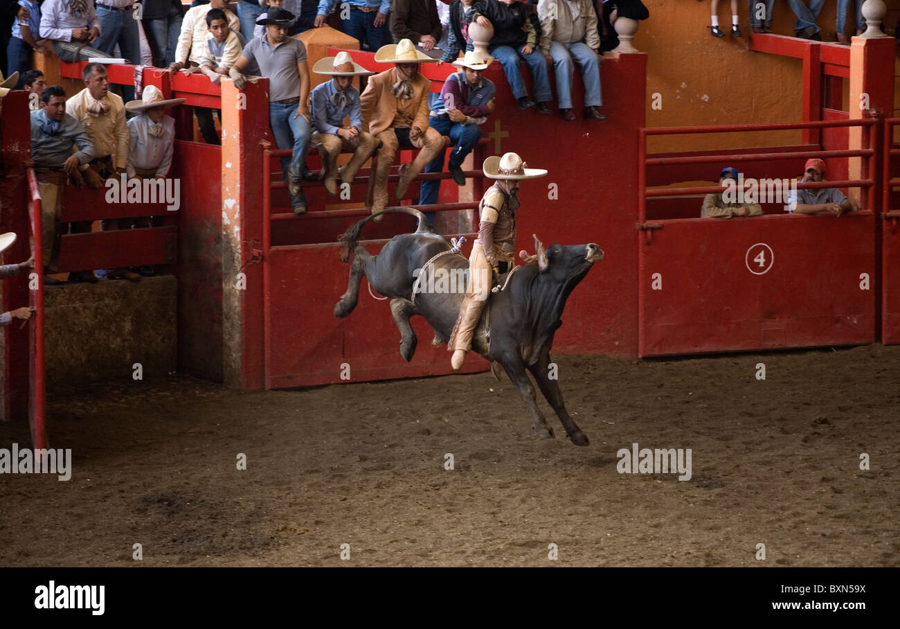 A Mexican Charro rides a bull at a charreria competition in Mexico City ...