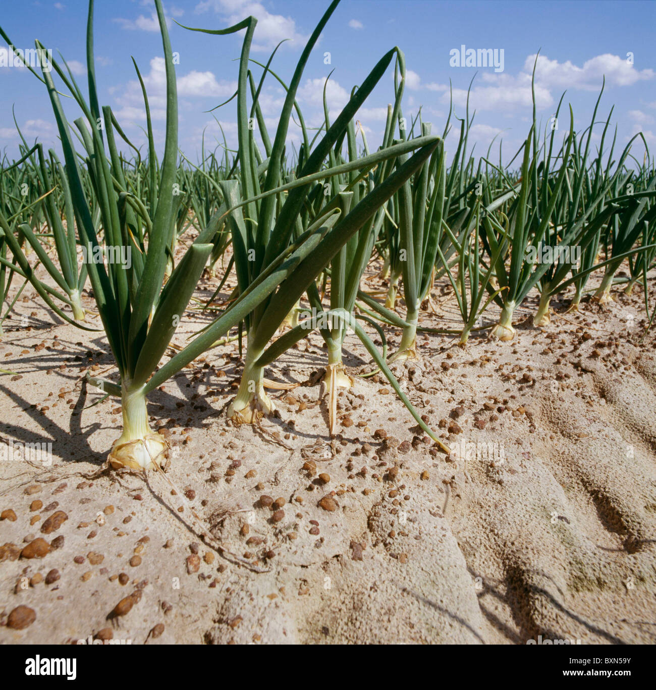 How To Grow Vidalia Onions In Georgia at Nick Colon blog