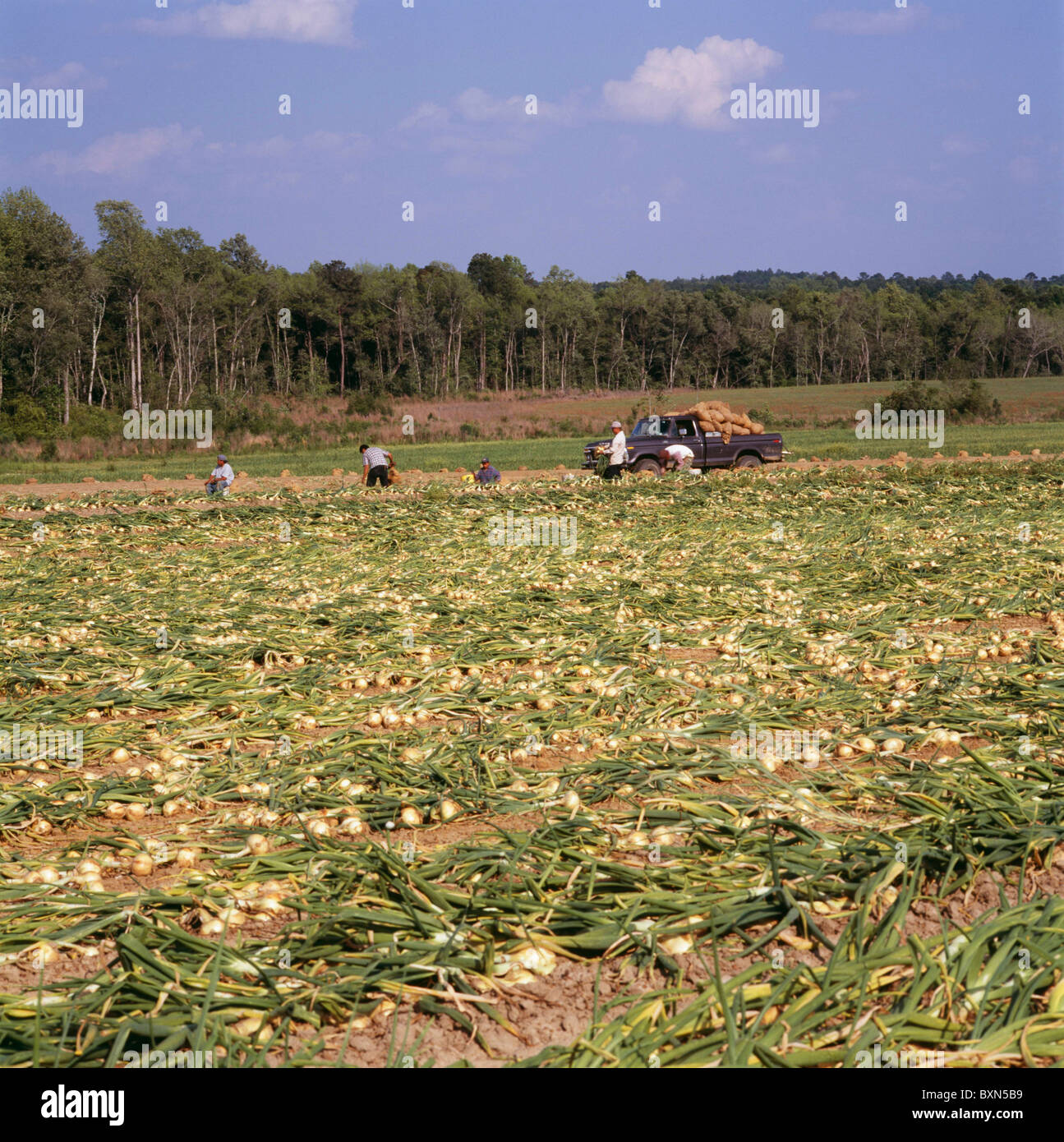 Workers harvesting loading hi-res stock photography and images - Alamy