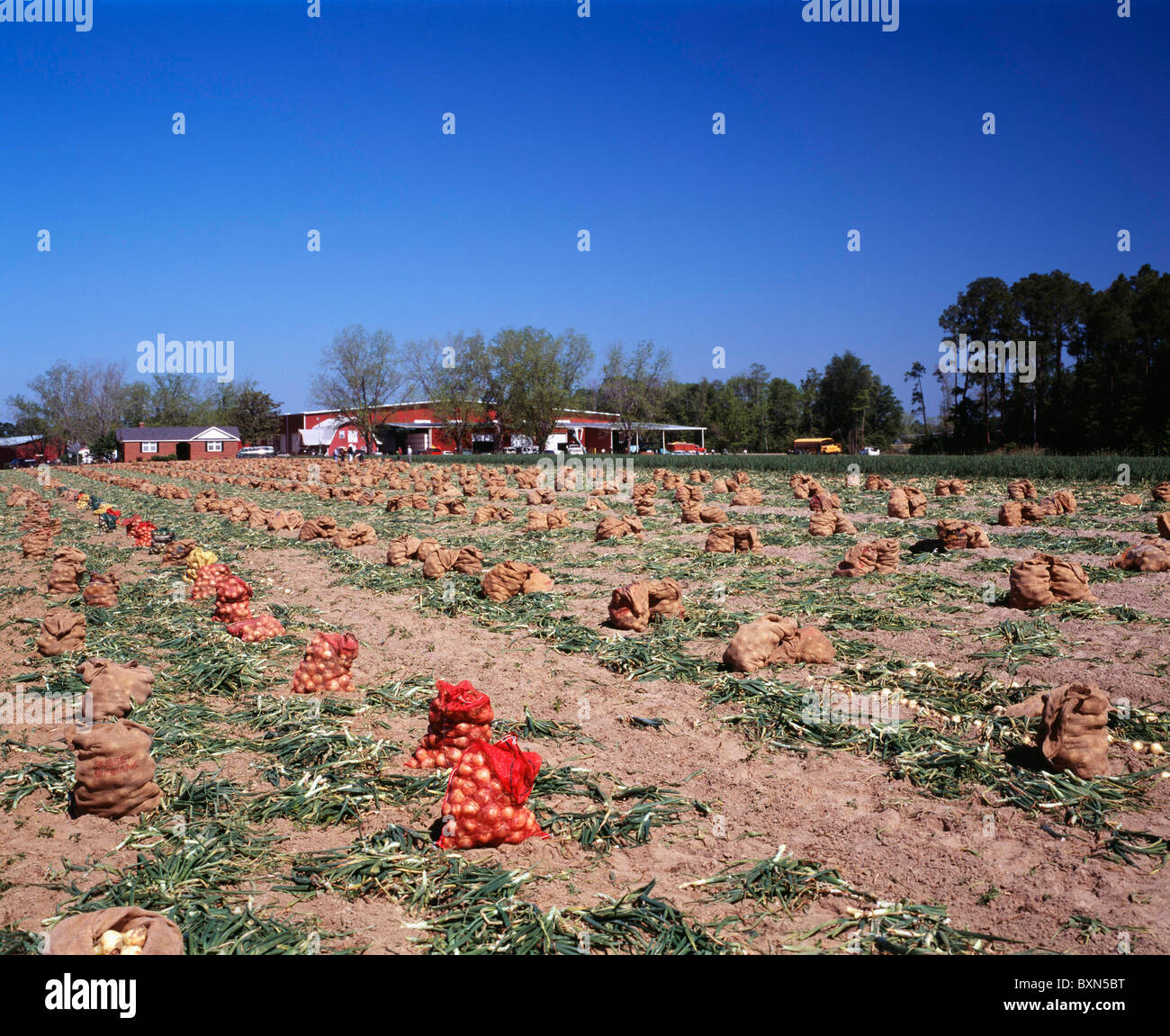 ONION HARVEST. BAGGED ONIONS IN FIELD. BUILDINGS IN BACKGROUND ...