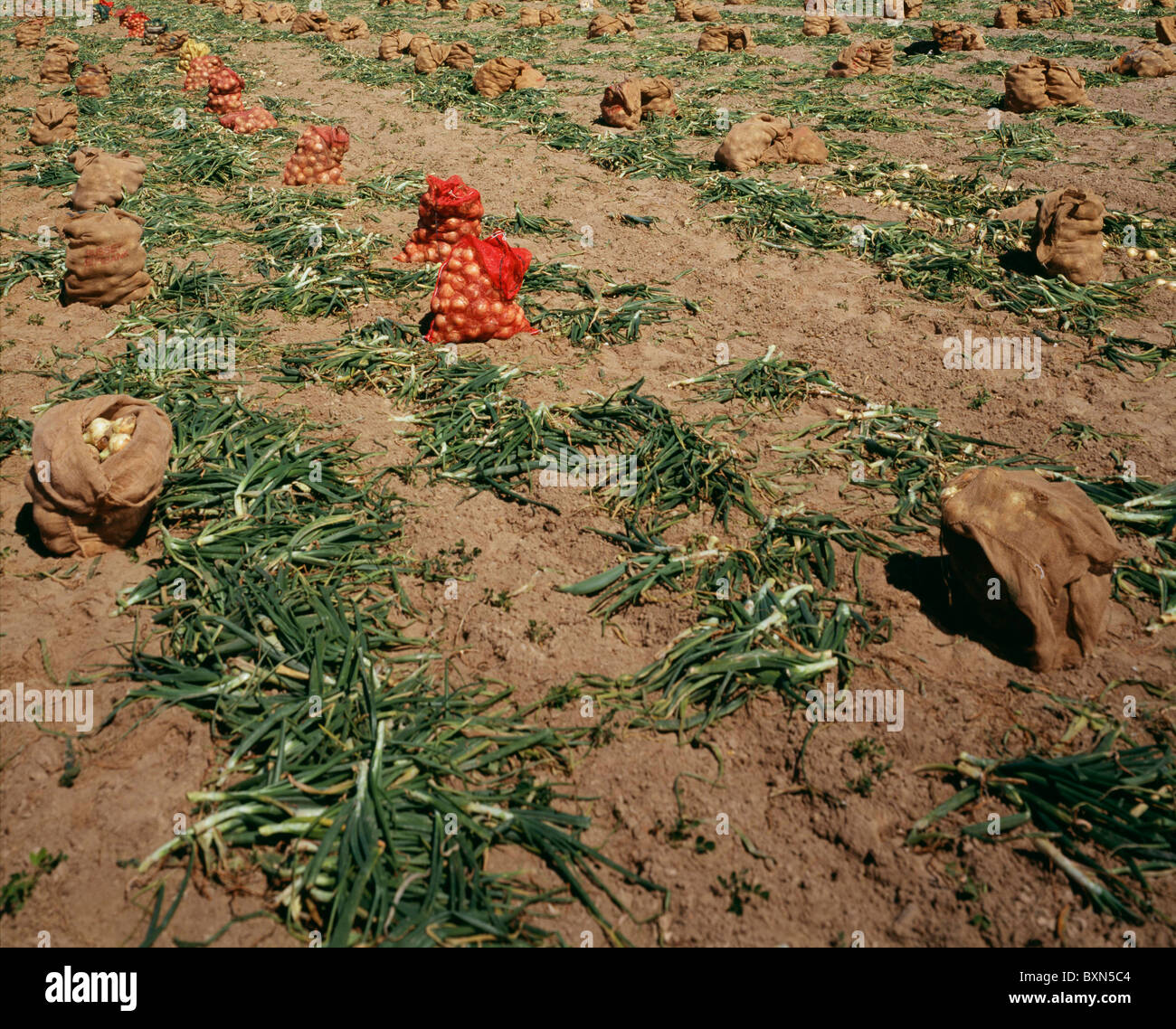 BAGGED ONIONS IN FIELD COBBTOWN, GEORGIA Stock Photo - Alamy
