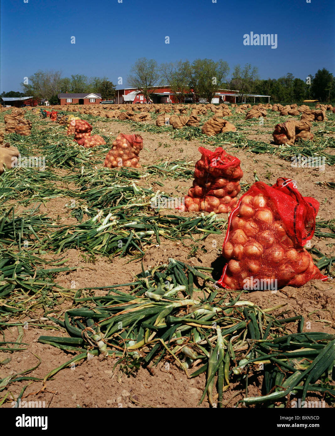 ONION HARVEST. BAGGED ONIONS IN FIELD. BUILDINGS IN BACKGROUND ...