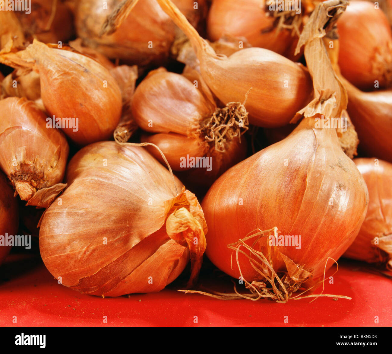 SHALLOTS (ALLIUM CEPA) STUDIO Stock Photo - Alamy