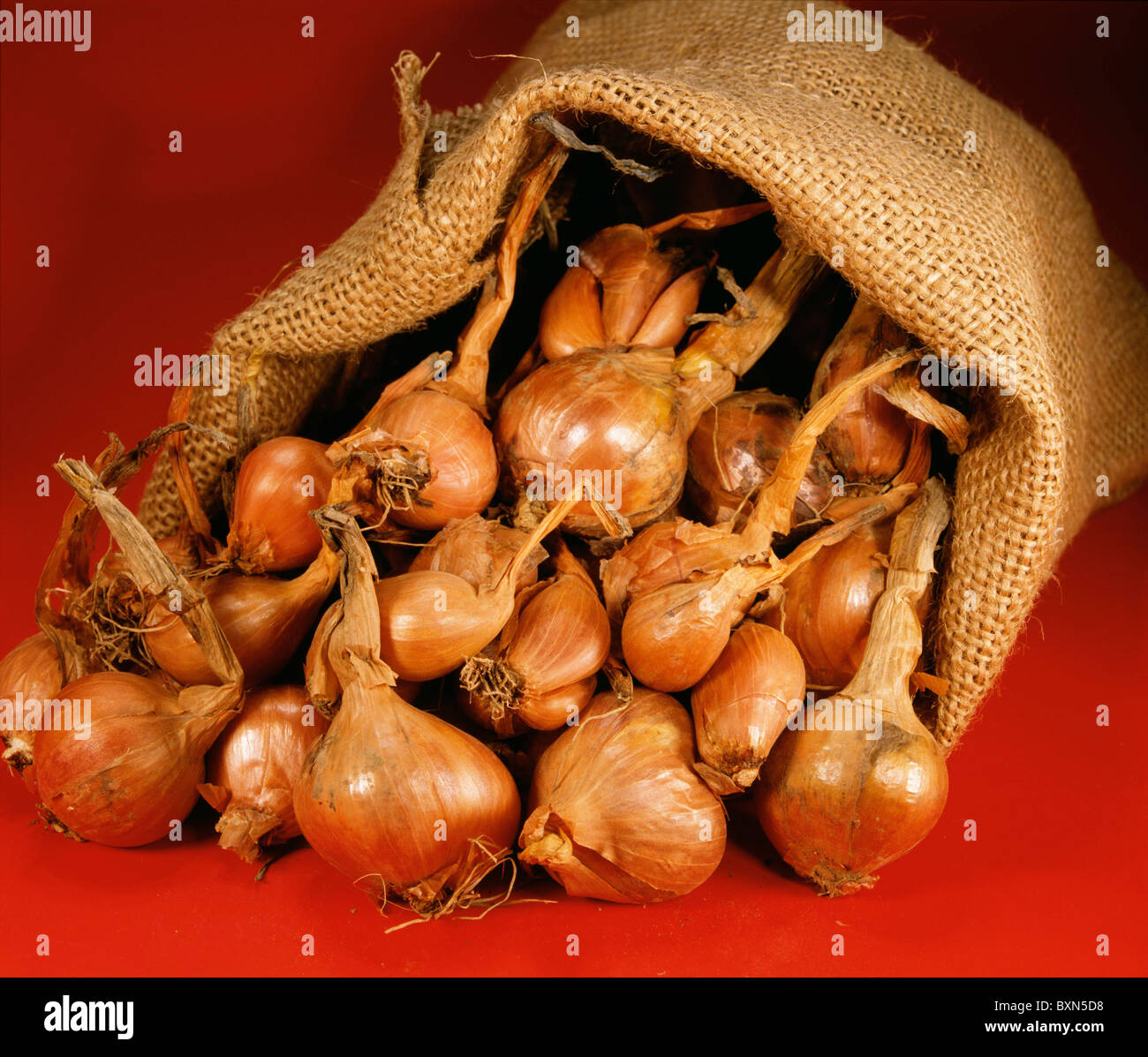 SHALLOTS (ALLIUM CEPA) STUDIO Stock Photo - Alamy