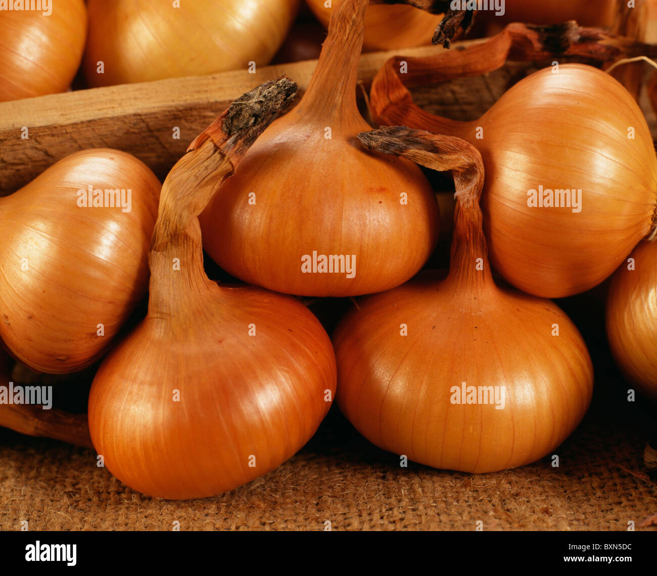 EBENEZER TYPE GARDEN ONIONS DRYING Stock Photo - Alamy