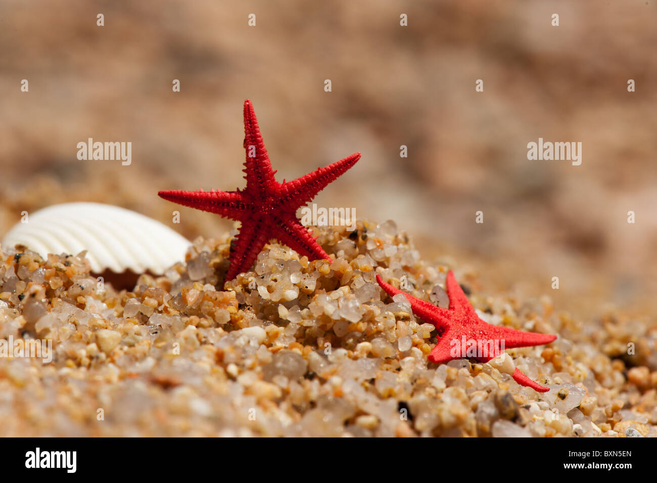 Red starfish in sand at the beach Stock Photo - Alamy