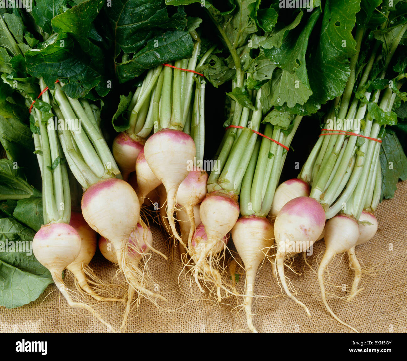 TURNIPS / STUDIO Stock Photo - Alamy