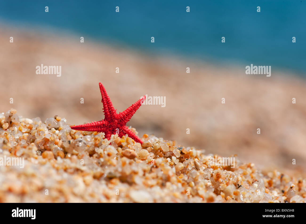 Red starfish in sand on the beach Stock Photo - Alamy
