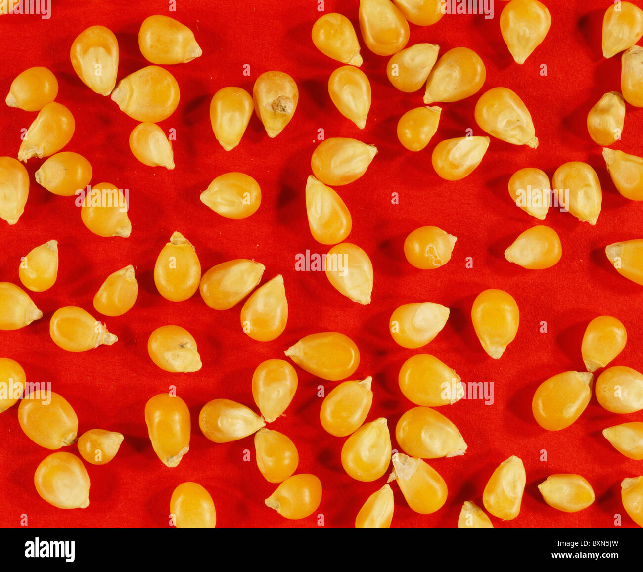 POPCORN KERNELS CLOSE UP, PEARL TYPE (ZEA MAYS EVERTA) / STUDIO Stock ...