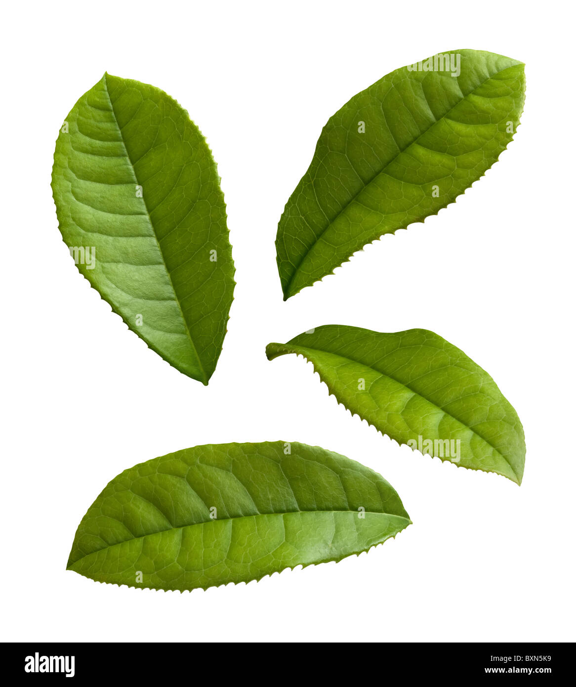 Green leaves tea plant hi-res stock photography and images - Alamy