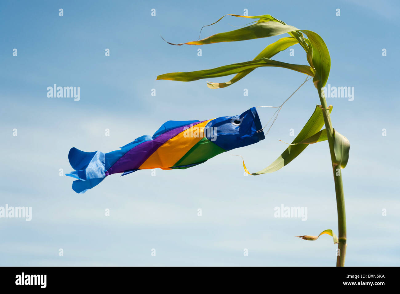 toy fish blowing in the wind at the beach Stock Photo - Alamy