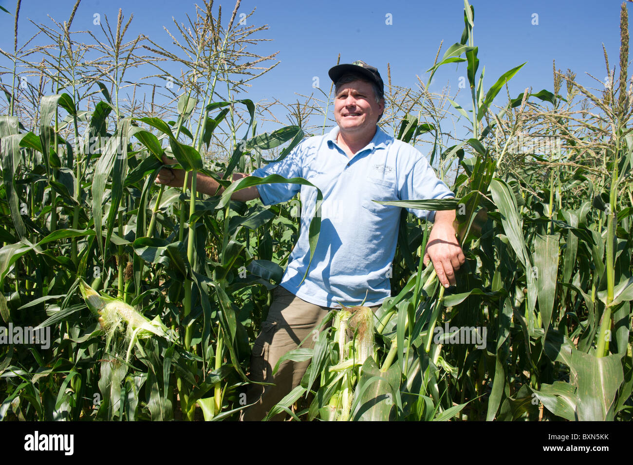 Farmer in field with crops hi-res stock photography and images - Alamy
