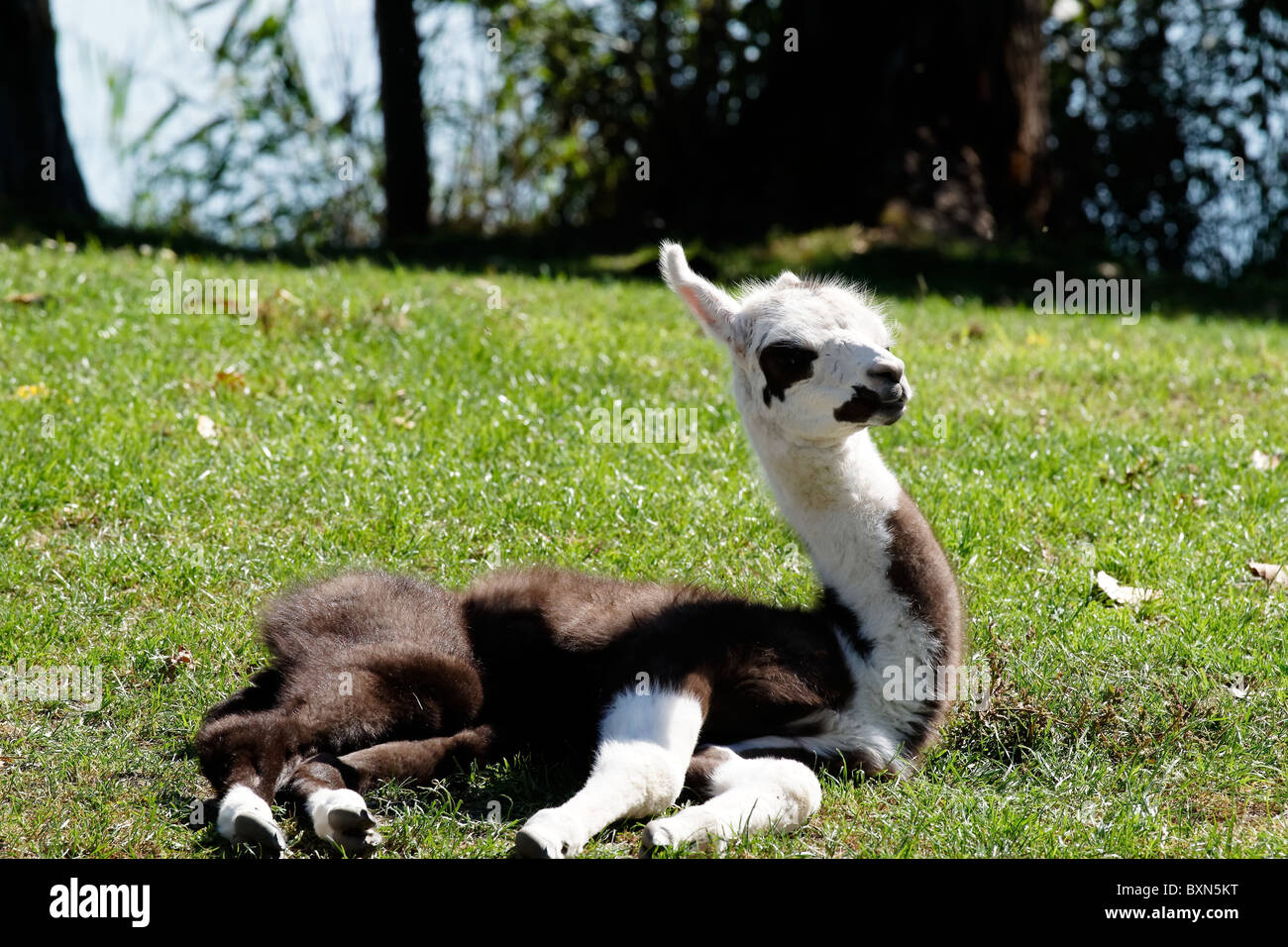 A lama chained and grazing on the banks of the River Vilaine Redon ...