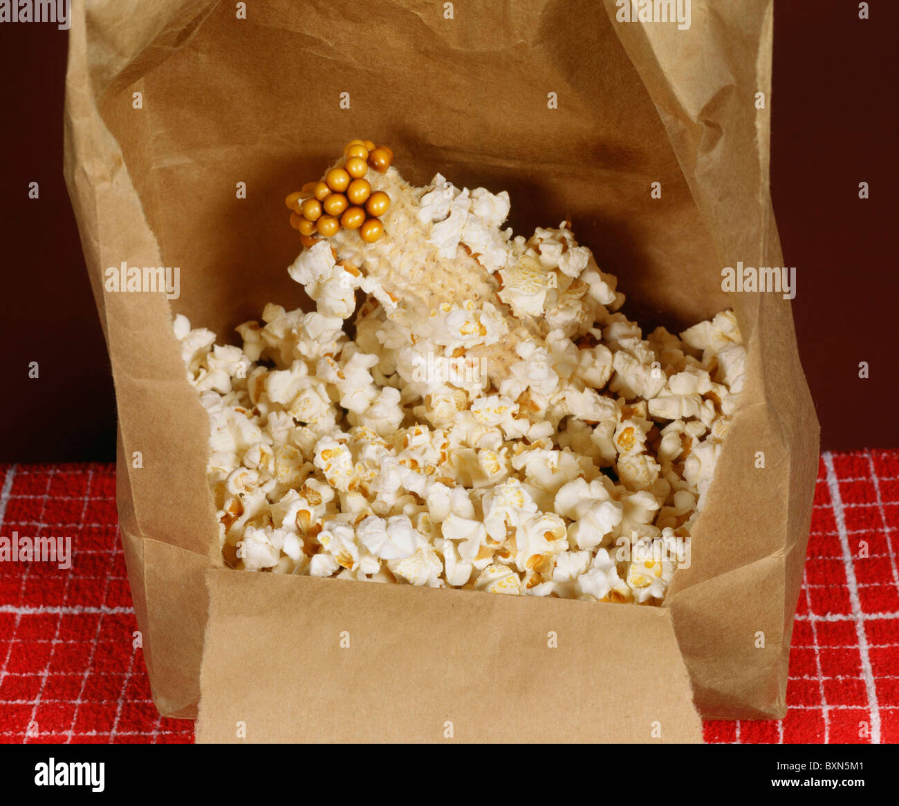 POPCORN, PEARL TYPE (ZEA MAYS EVERTA) / STUDIO Stock Photo - Alamy