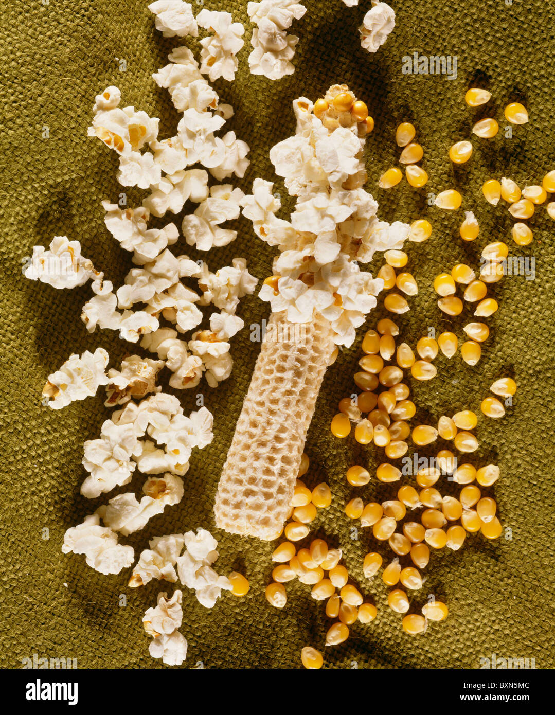 Zea Mays Everta High Resolution Stock Photography and Images - Alamy