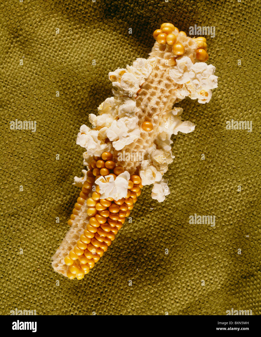 Zea Mays Everta High Resolution Stock Photography and Images - Alamy