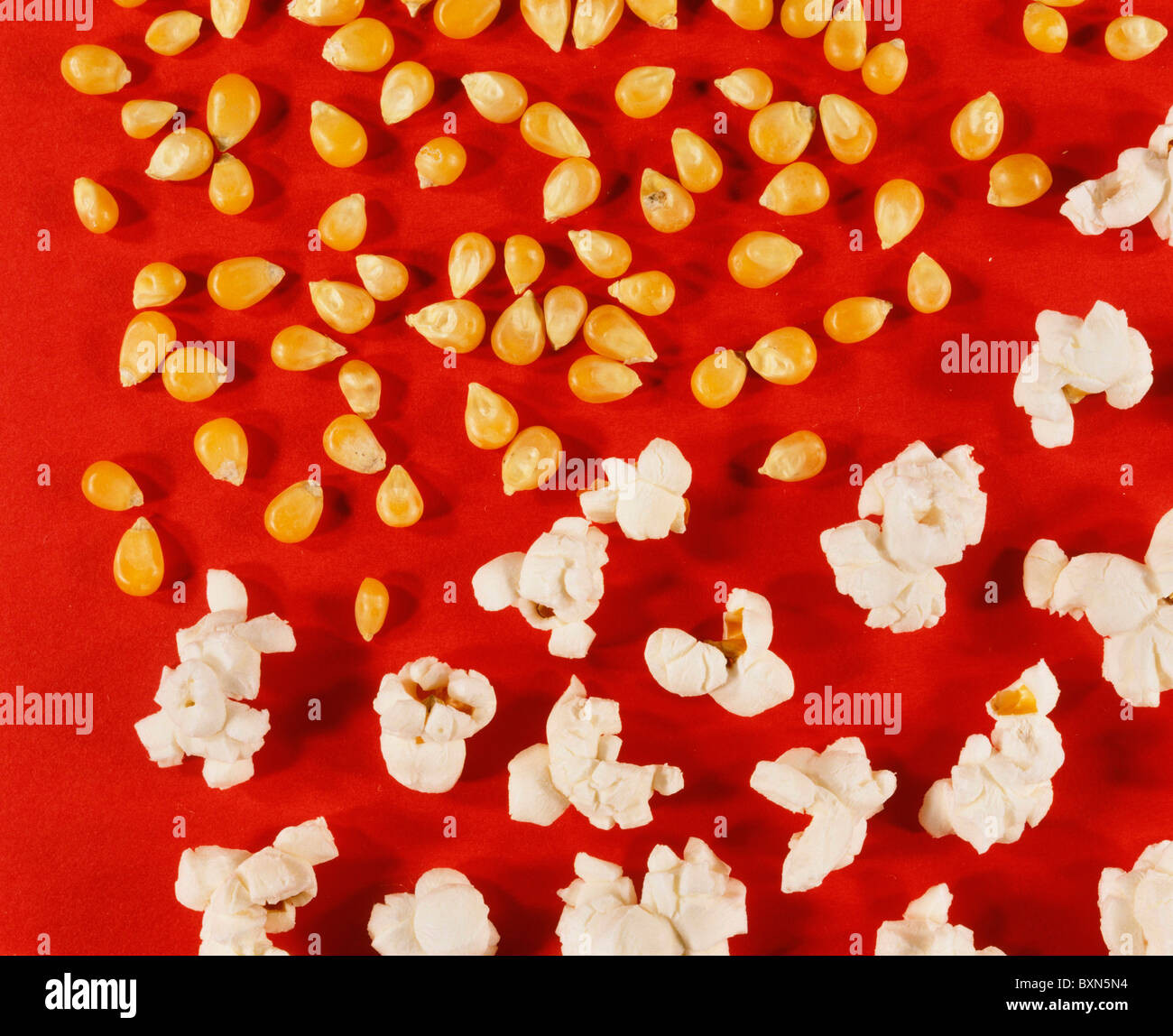 POPCORN, PEARL TYPE (ZEA MAYS EVERTA) POPPED AND UNPOPPED KERNELS ...