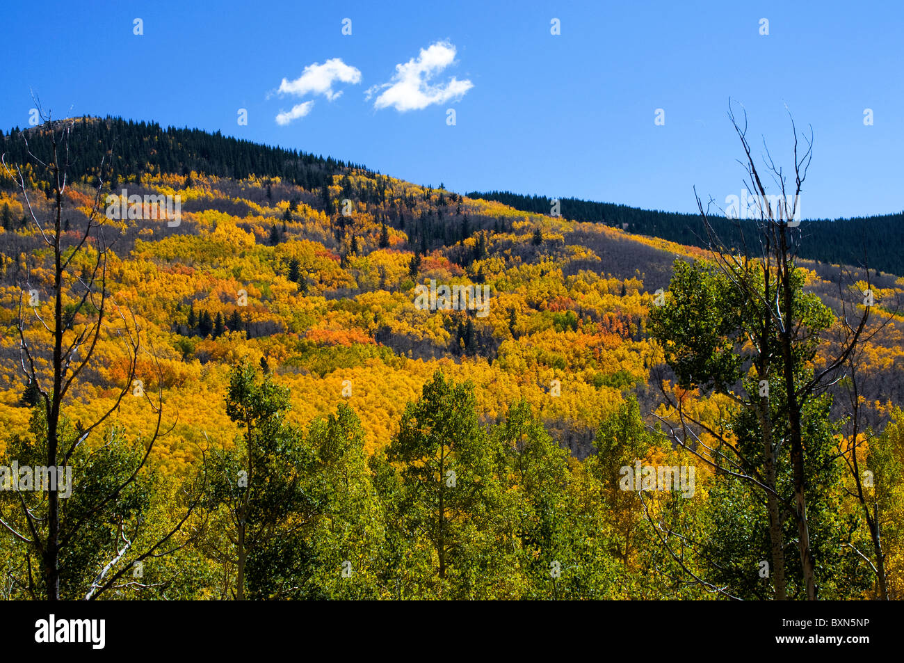 Aspen trees new mexico hi-res stock photography and images - Alamy