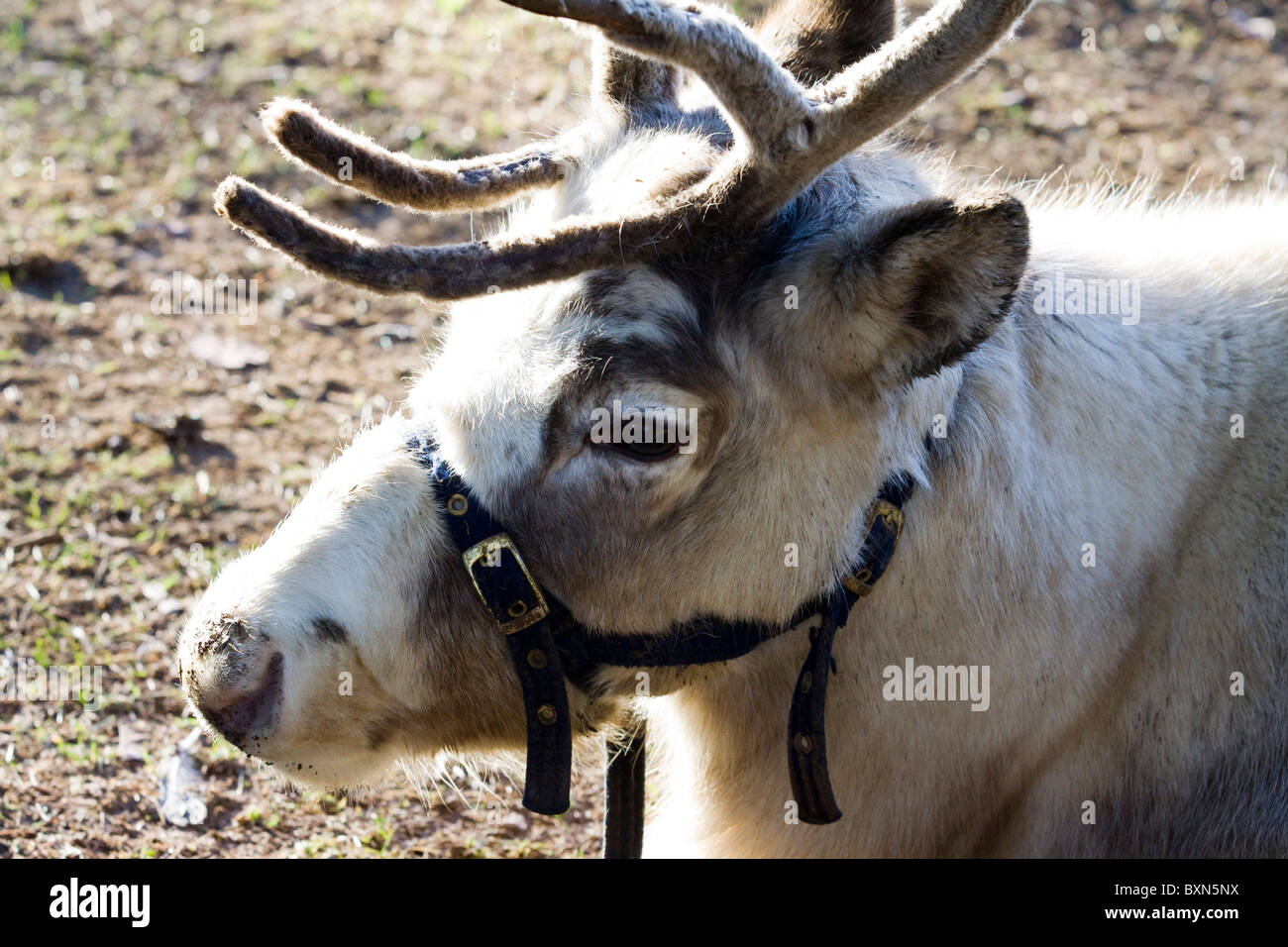 Santa clauss sleigh hi-res stock photography and images - Alamy