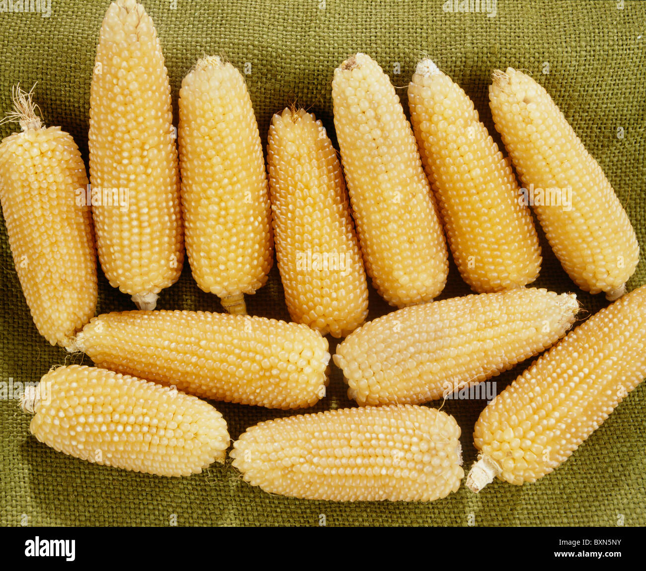 POPPING CORN ON COB / STUDIO Stock Photo - Alamy