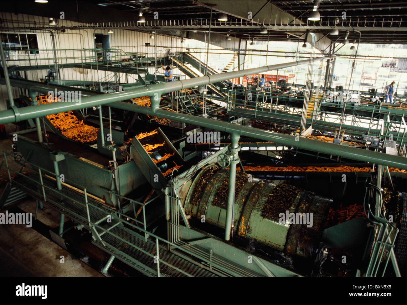 CARROT PROCESSING / FLORIDA Stock Photo - Alamy