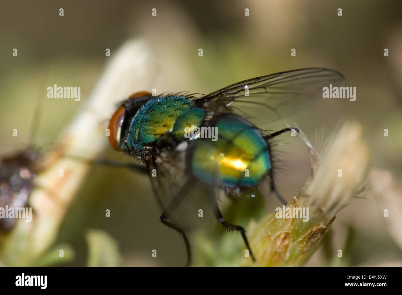 Phaenicia hi-res stock photography and images - Alamy