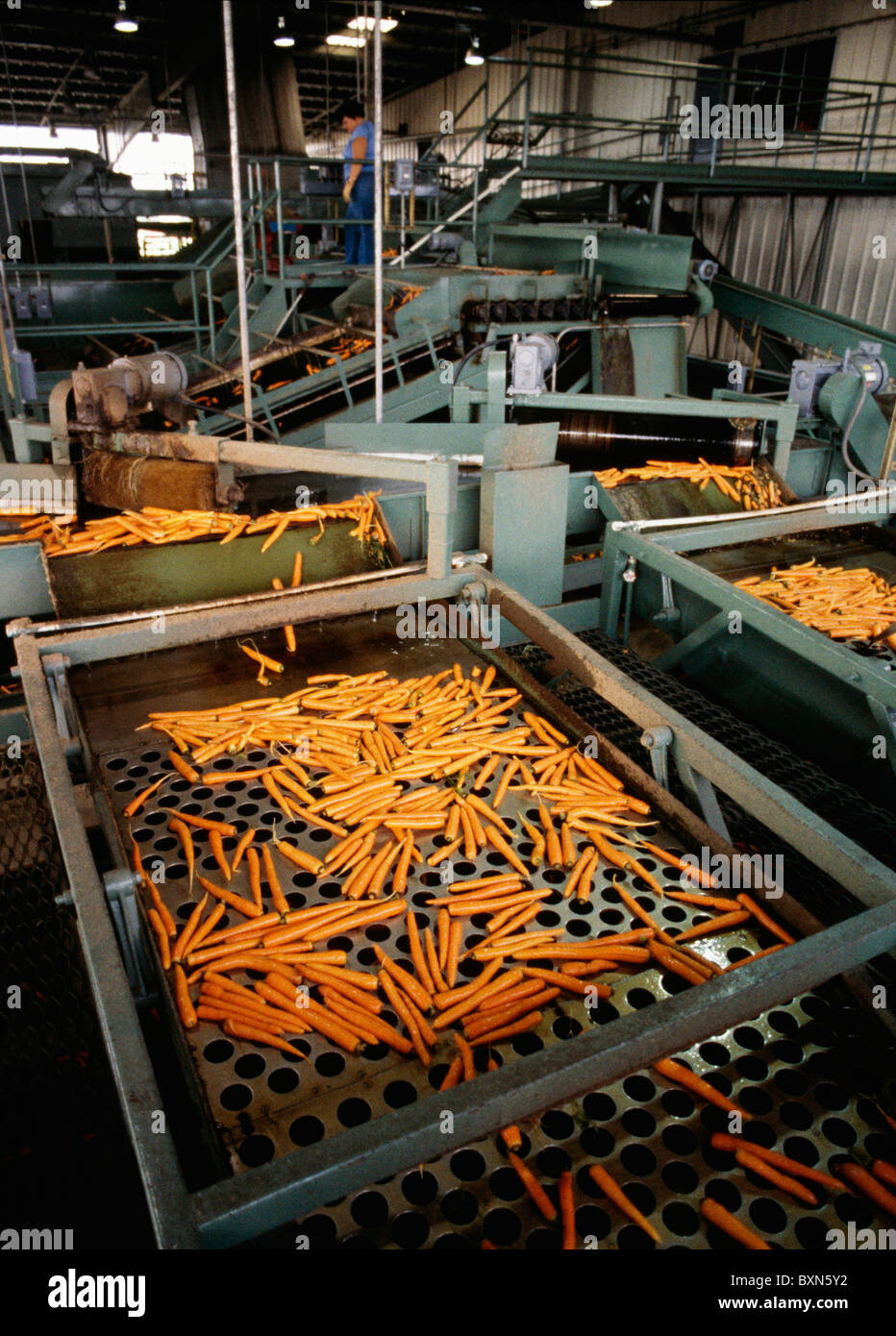CARROT PROCESSING / FLORIDA Stock Photo - Alamy