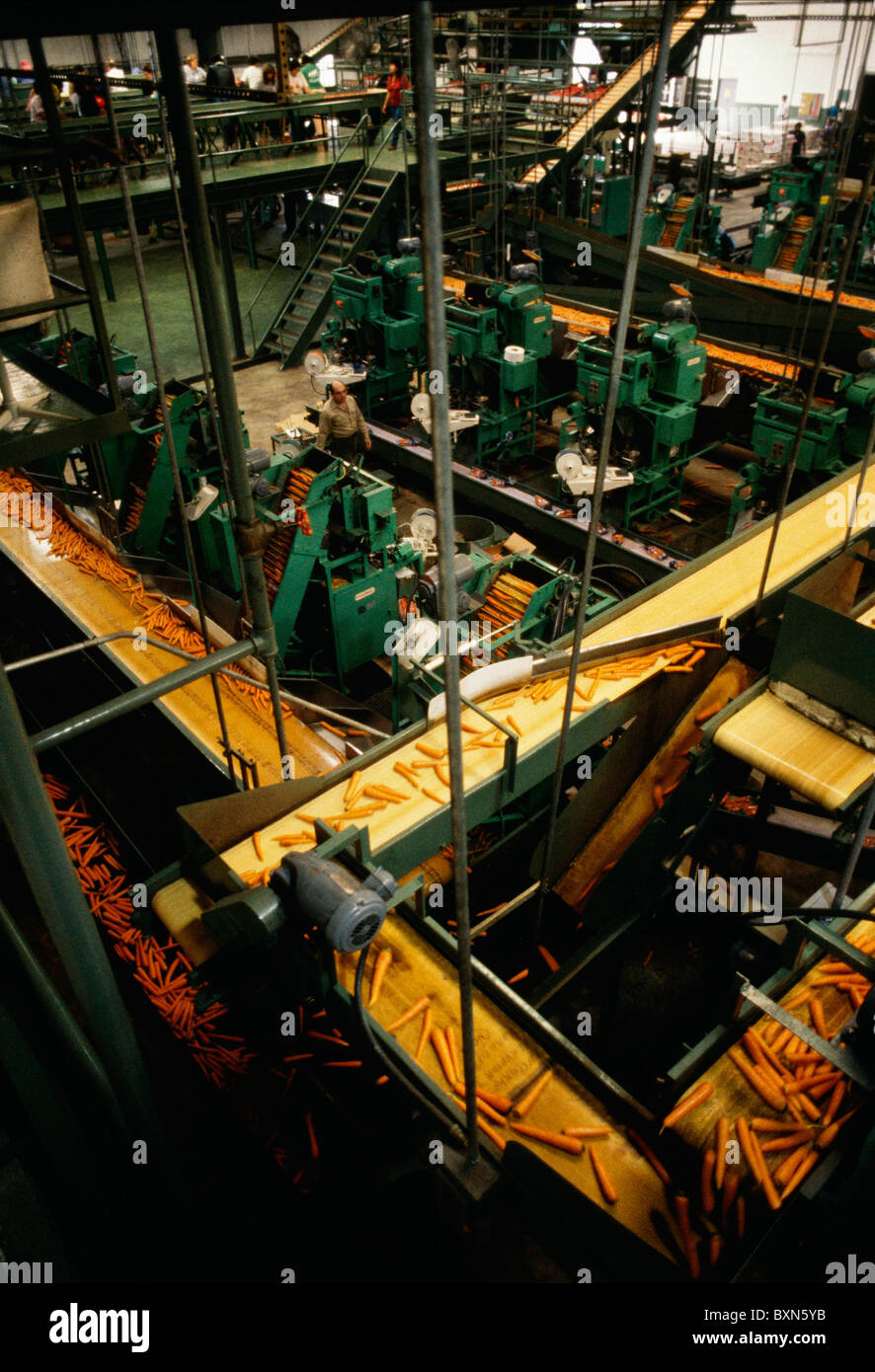 CARROT PROCESSING Stock Photo - Alamy