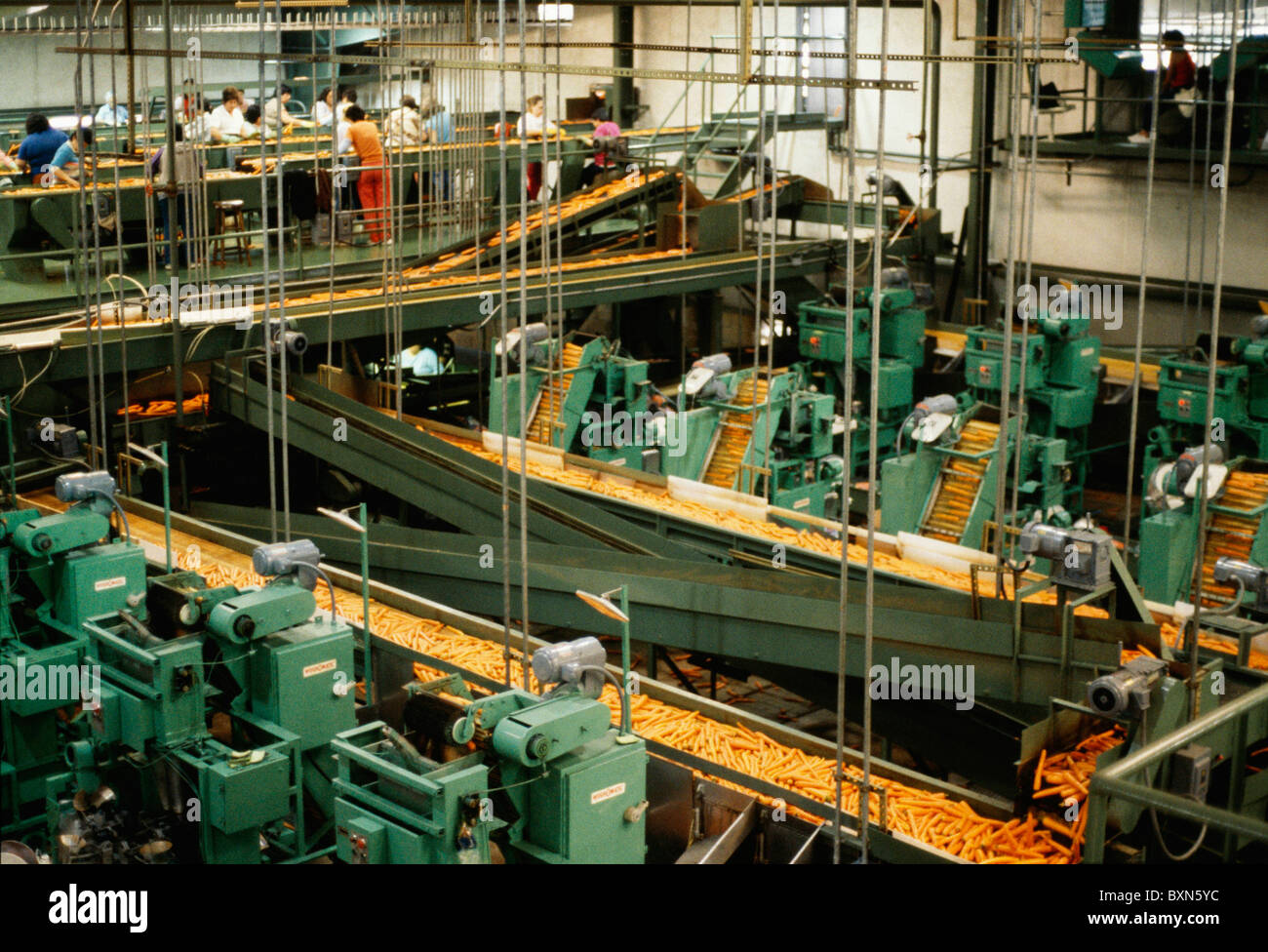 CARROT PROCESSING Stock Photo - Alamy