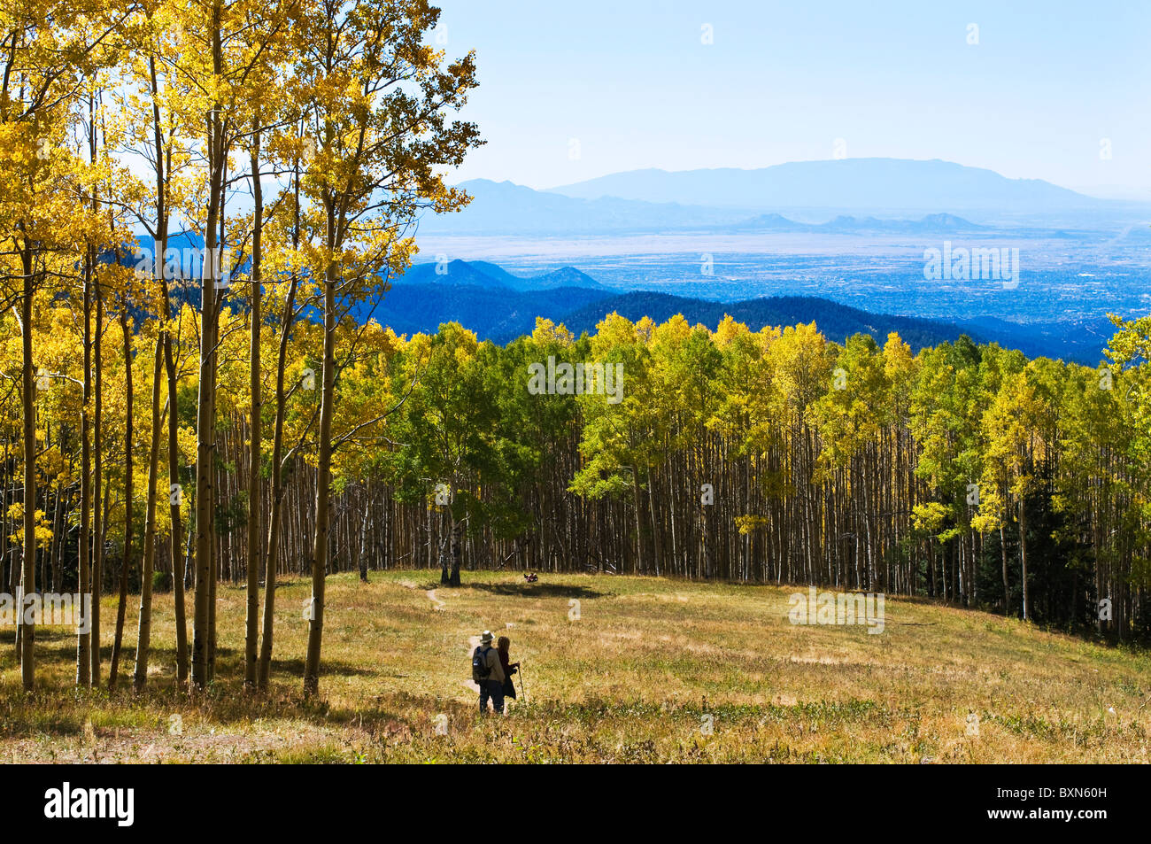 Aspen trees new mexico hi-res stock photography and images - Alamy