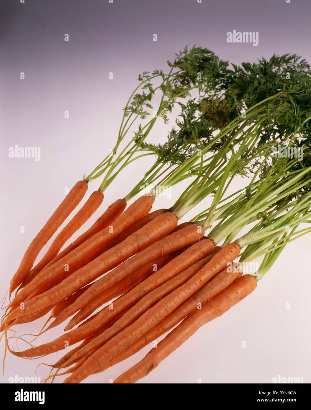 L31q hi-res stock photography and images - Alamy