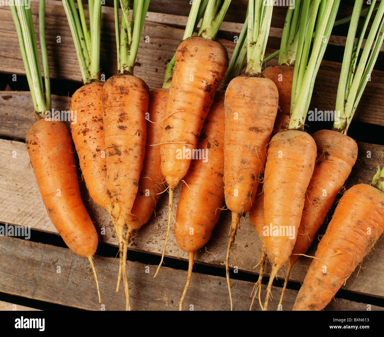 Sweet Rocket Hybrid Carrot (Daucus carota) organically grown bunch ...