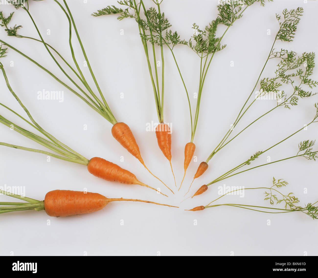 Carrot chantenay seedling hi-res stock photography and images - Alamy