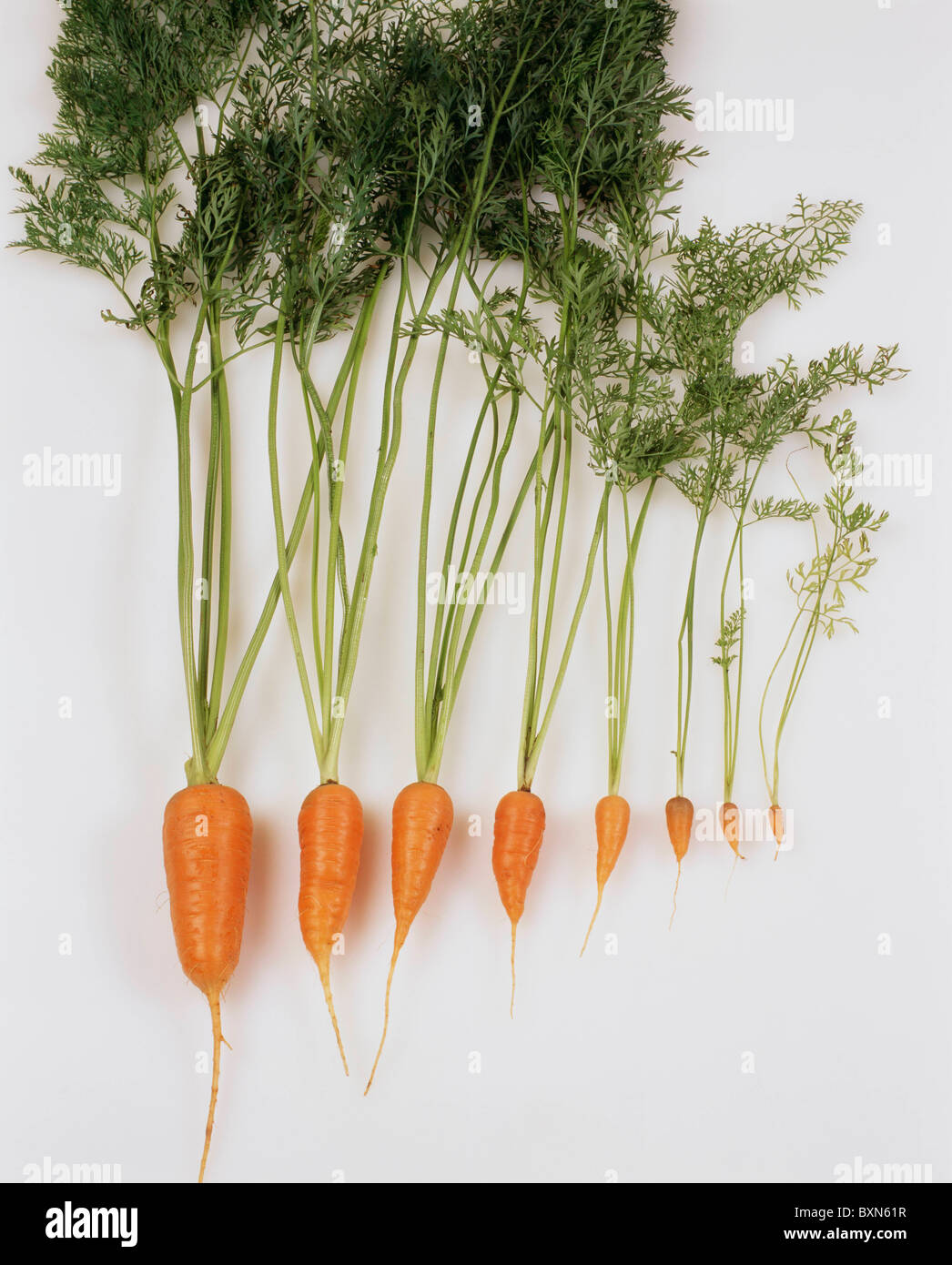 Carrot seedling hi-res stock photography and images - Alamy
