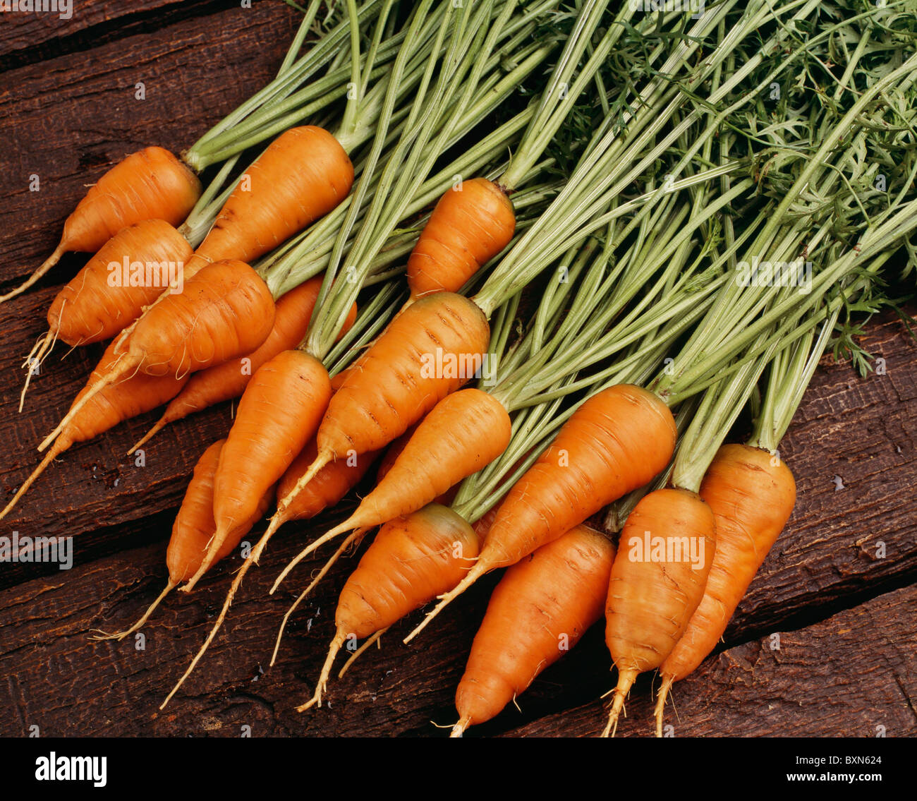 CARROT (DAUCUS CAROTA), SHORT 'N SWEET, 4 CARROTS ARE BRIGHT ORANGE AND ...
