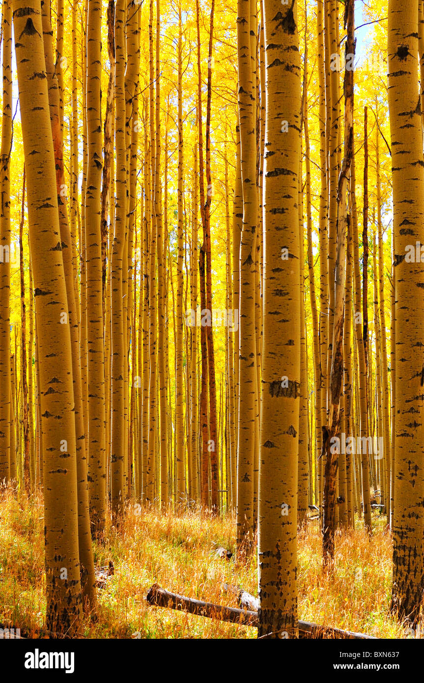 Colorful aspen fall foliage in New Mexico Stock Photo - Alamy