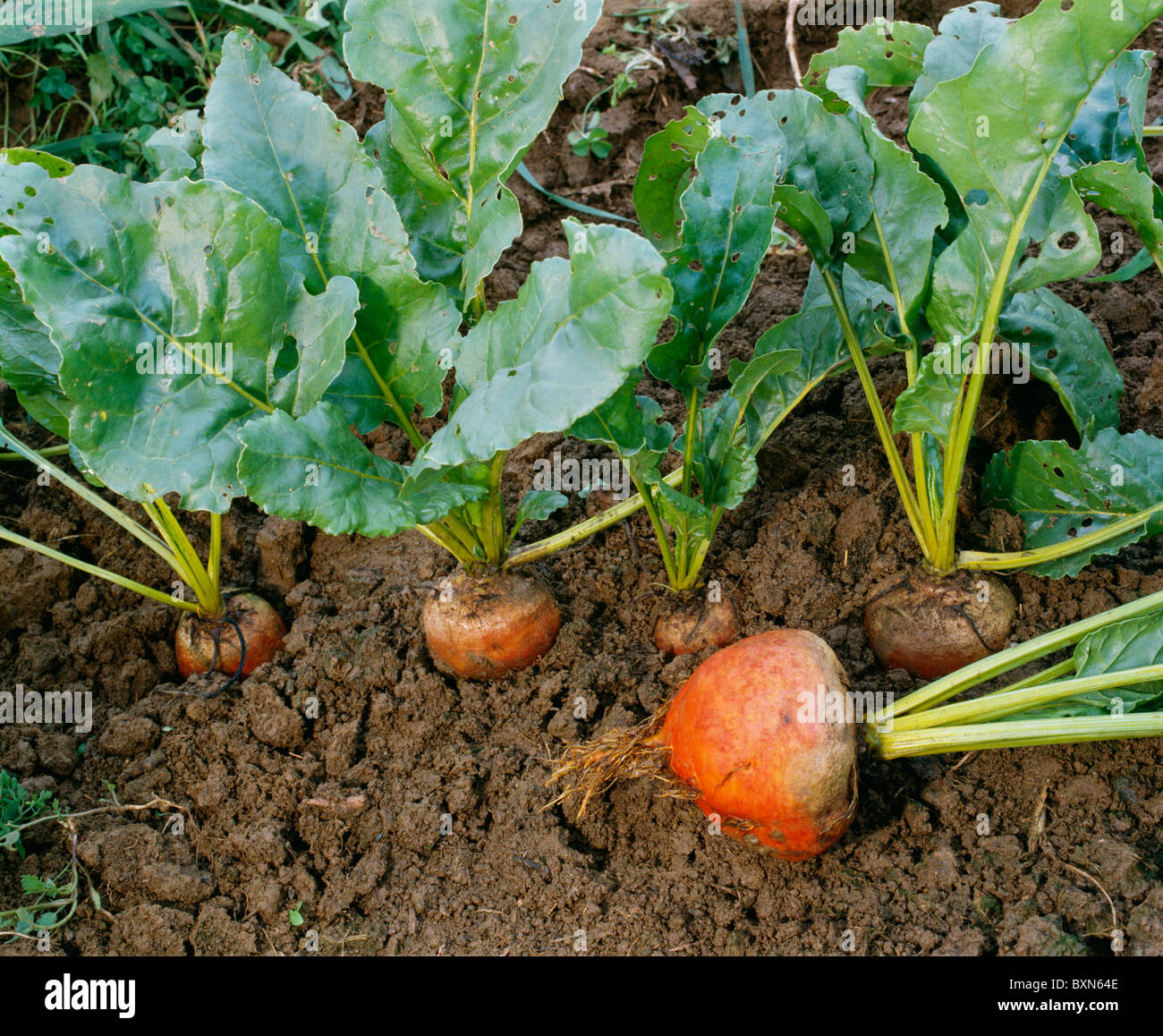 Lutz green leaf hi-res stock photography and images - Alamy