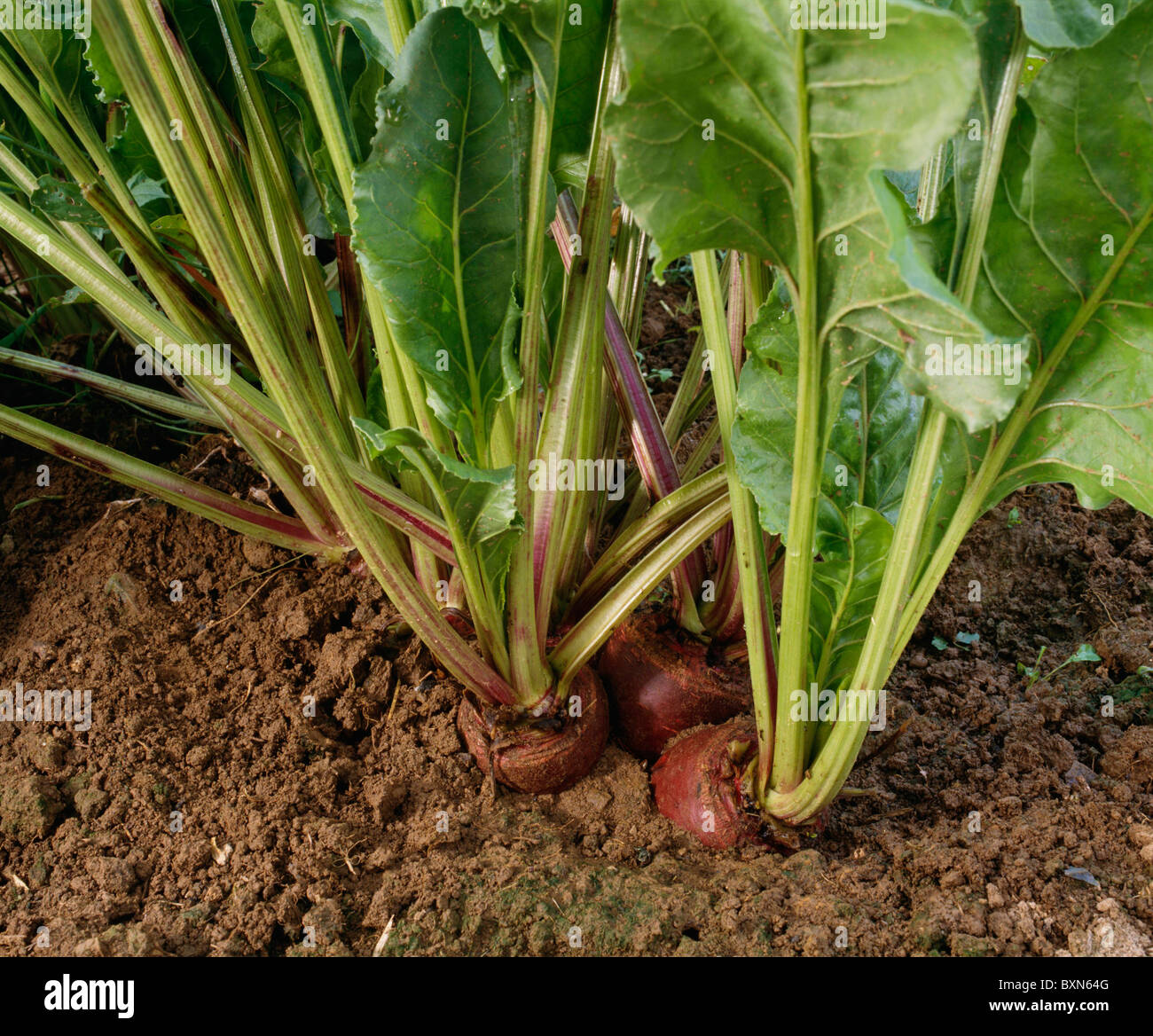 Lutz green leaf hi-res stock photography and images - Alamy