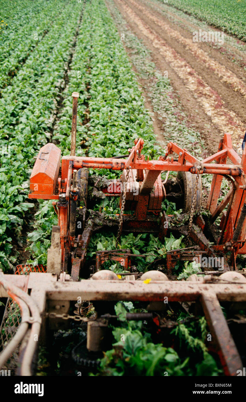 Harvesting beets table beets mount hi-res stock photography and images ...