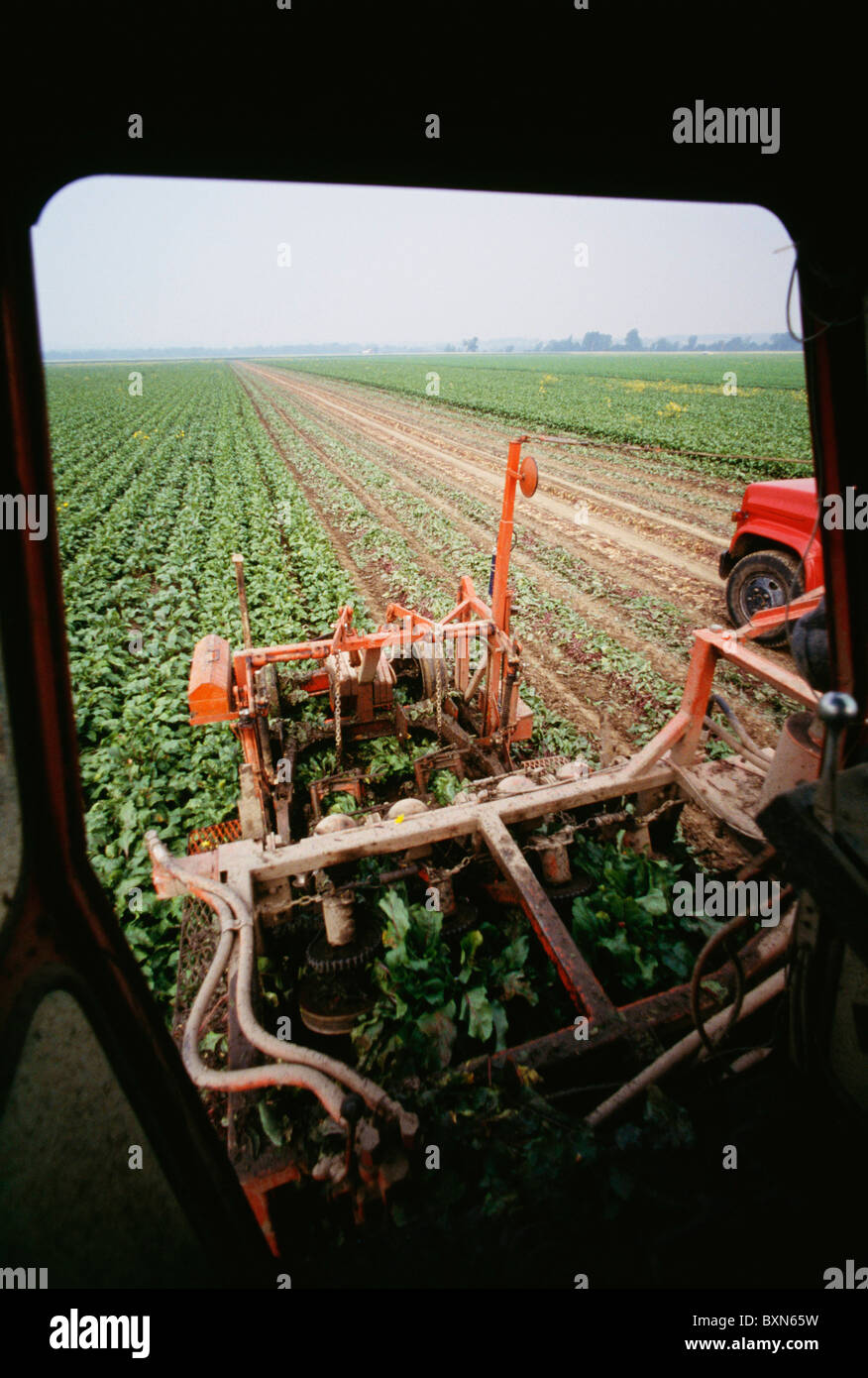 Harvesting beets table beets mount hi-res stock photography and images ...